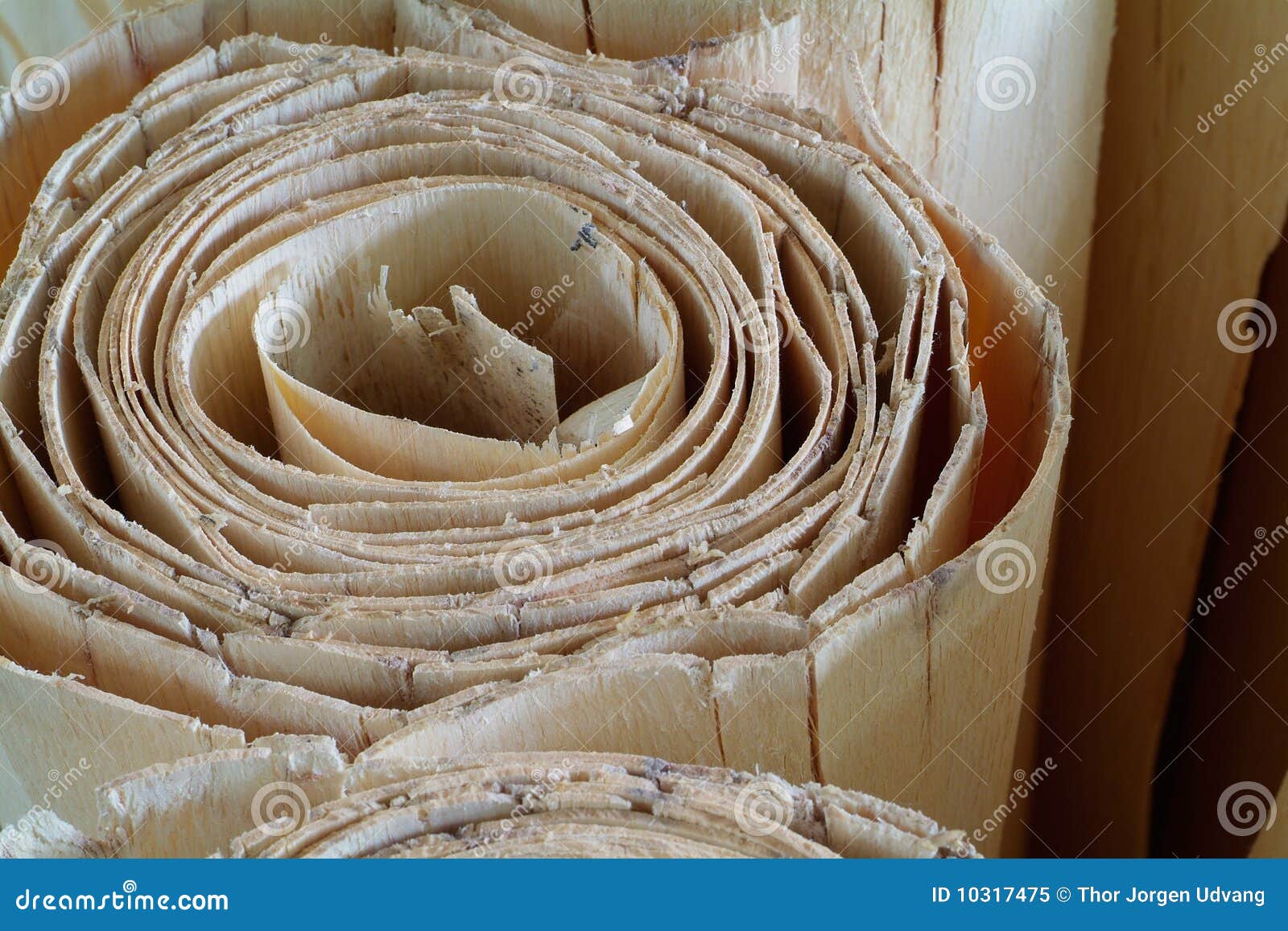Roll of Wood Veneer for Plywood Production Stock Image - Image of ...