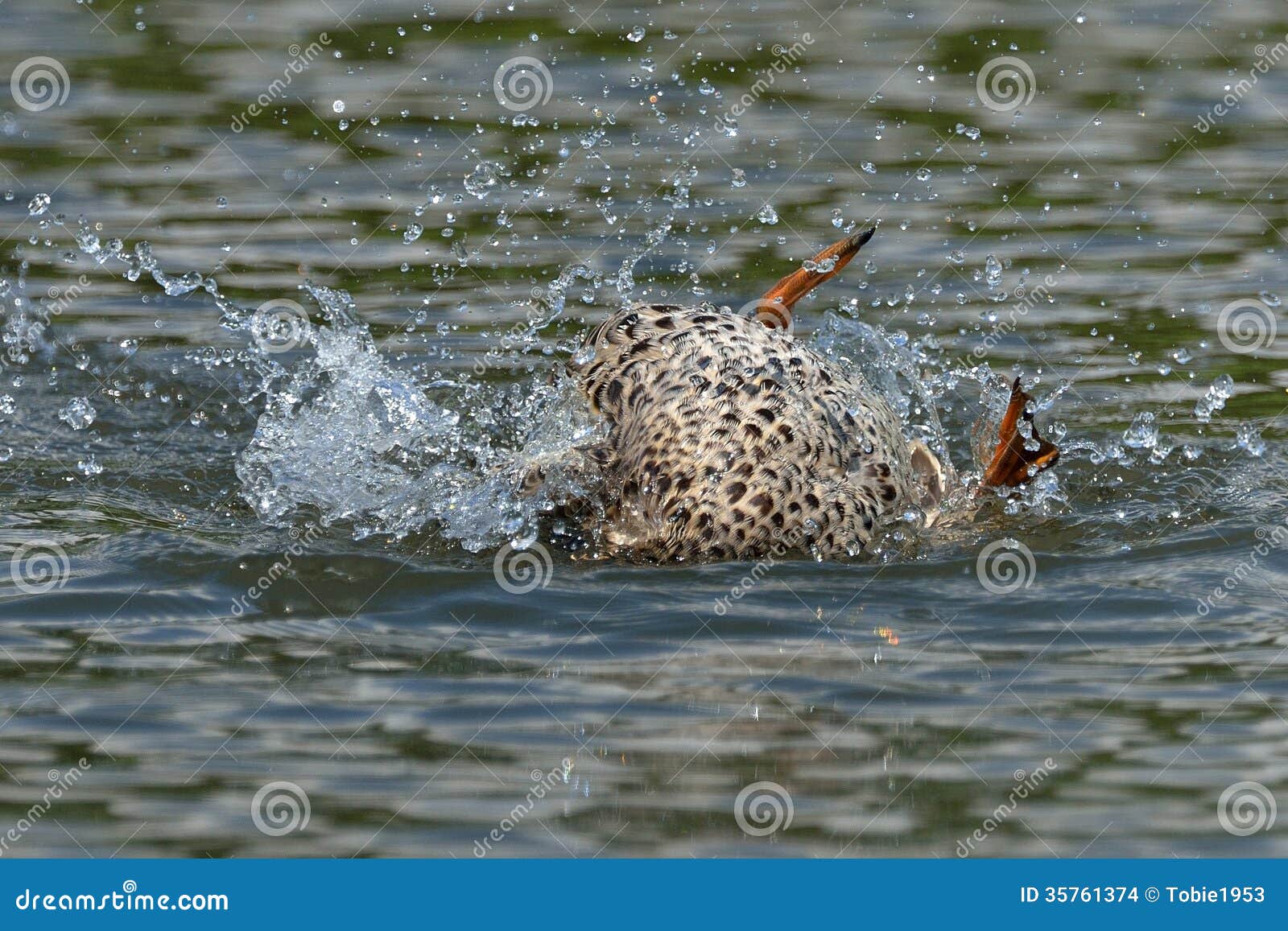 On a roll stock photo. Image of water, reserve, rietvlei - 35761374