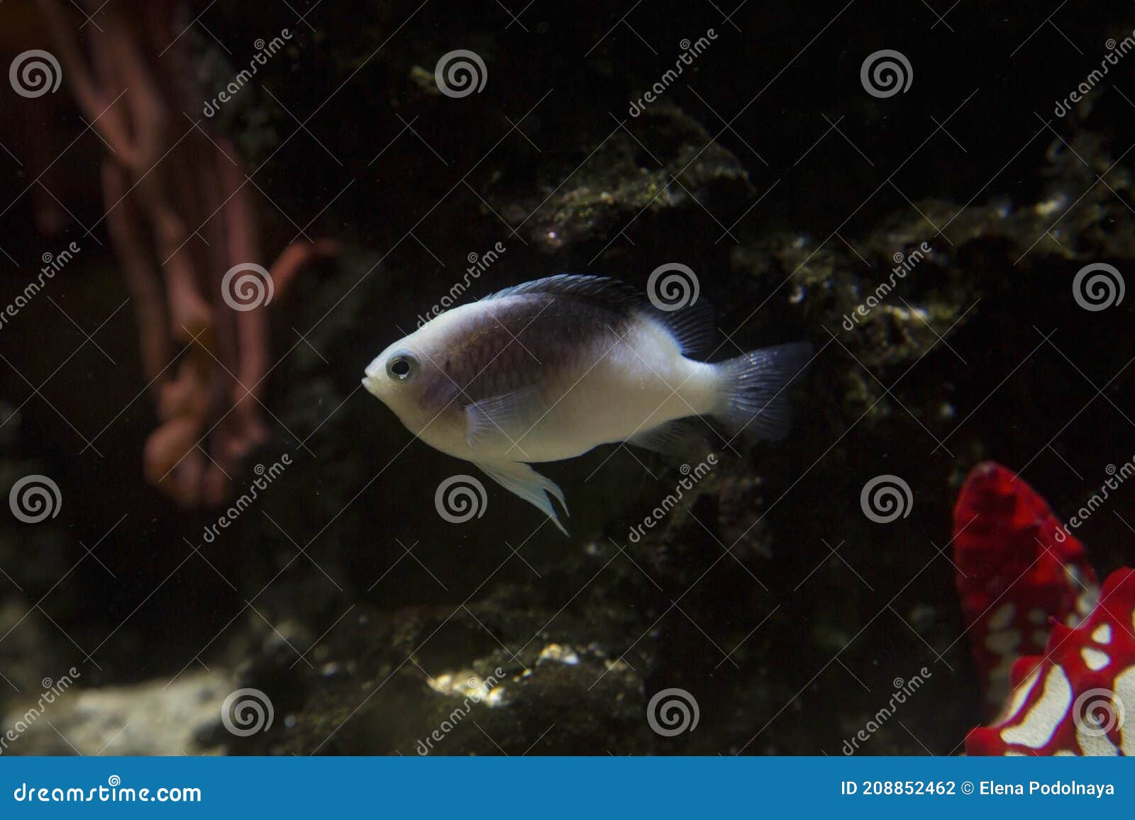 The Rolland S Demoiselle (Chrysiptera Rollandi). Stock Photo - Image of ...