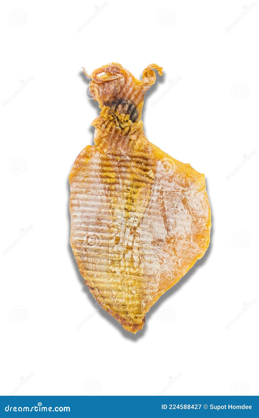 Rolled Cuttlefish. stock image. Image of sheet, tentacle - 224588427