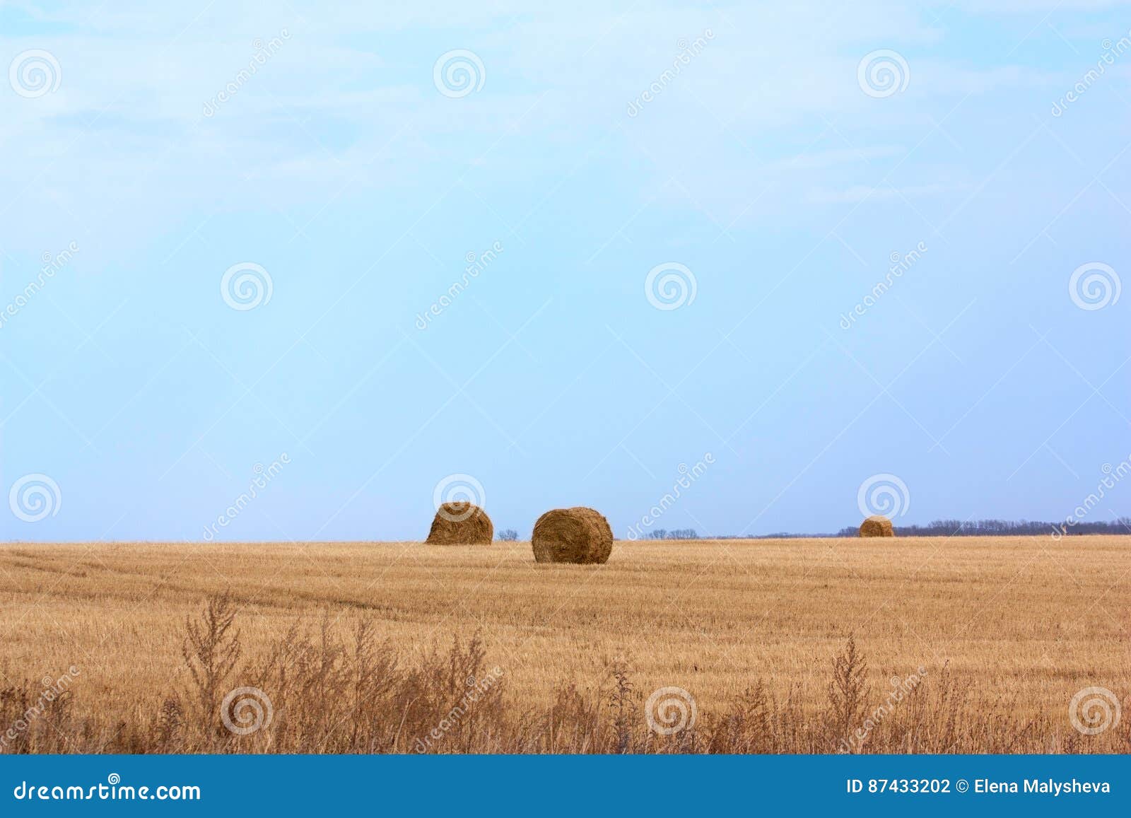 Rolled into Cylinders Stack of Straw on a Harvested Field, Trees Stock ...