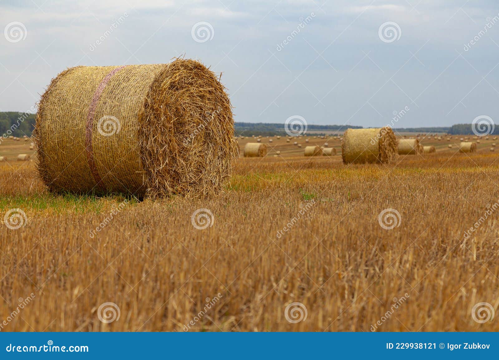 Rolled Golden Straw on a Cut Field Stock Image - Image of package ...