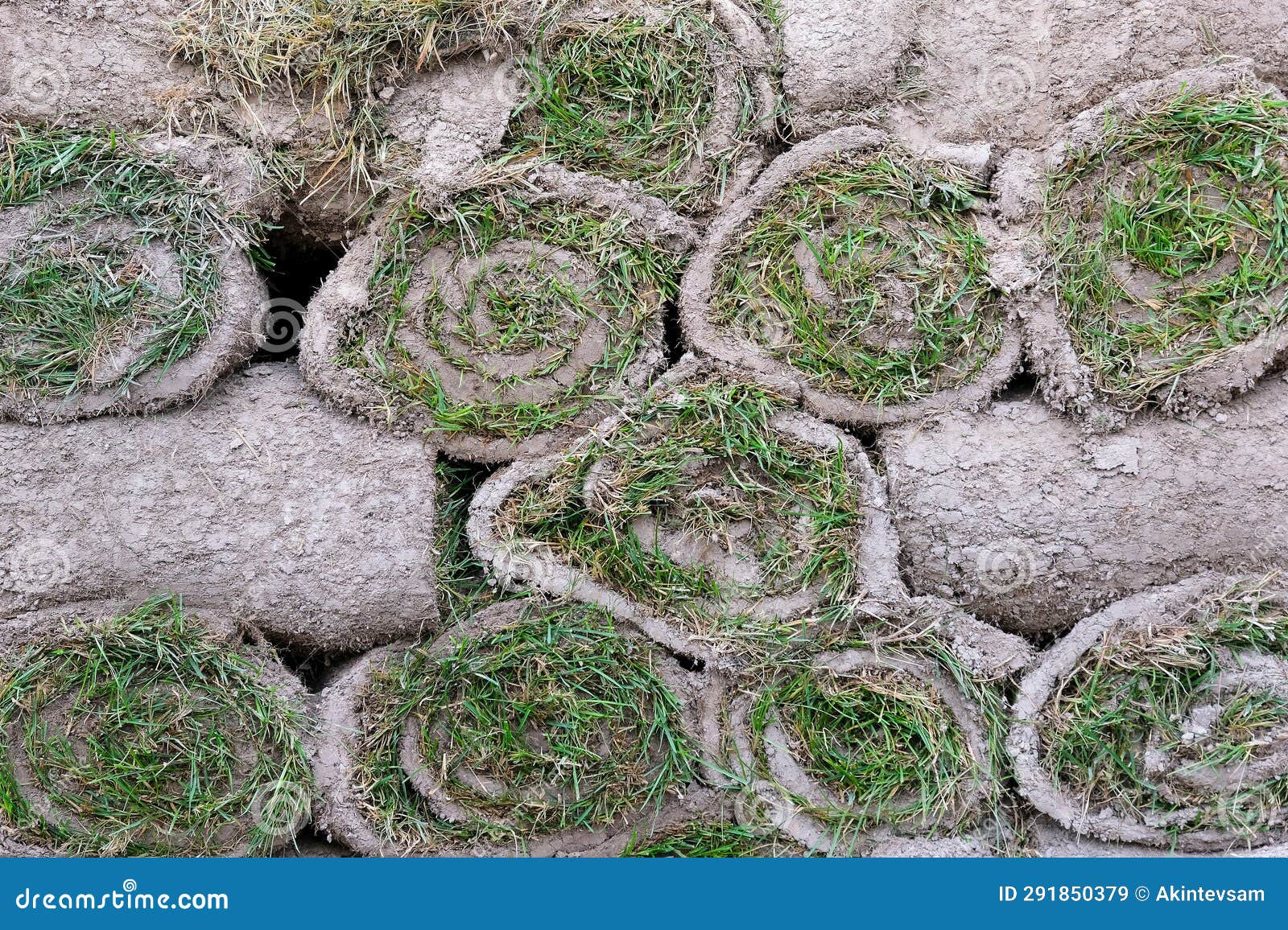 Rolled grass lawn stock image. Image of stacked, earth - 291850379