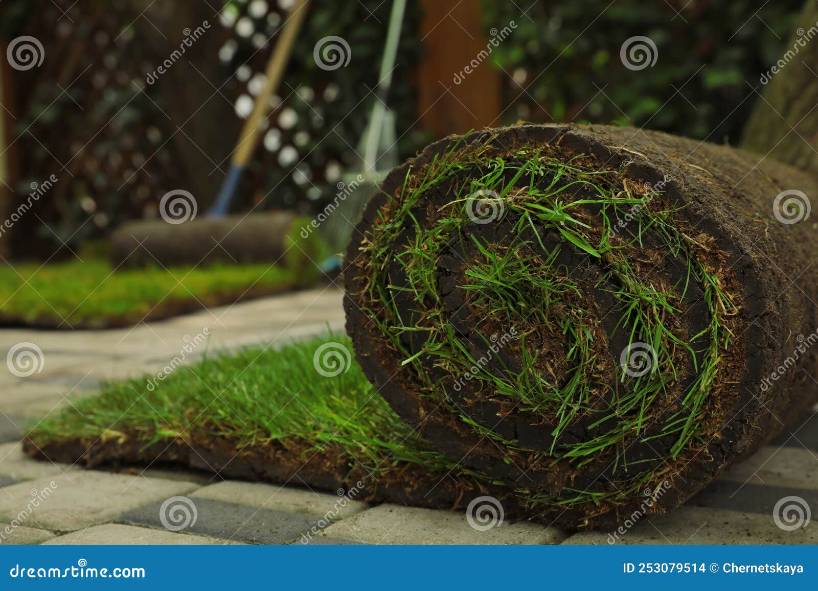 Rolled Grass Sod on Pavement at Backyard, Closeup. Space for Text Stock ...