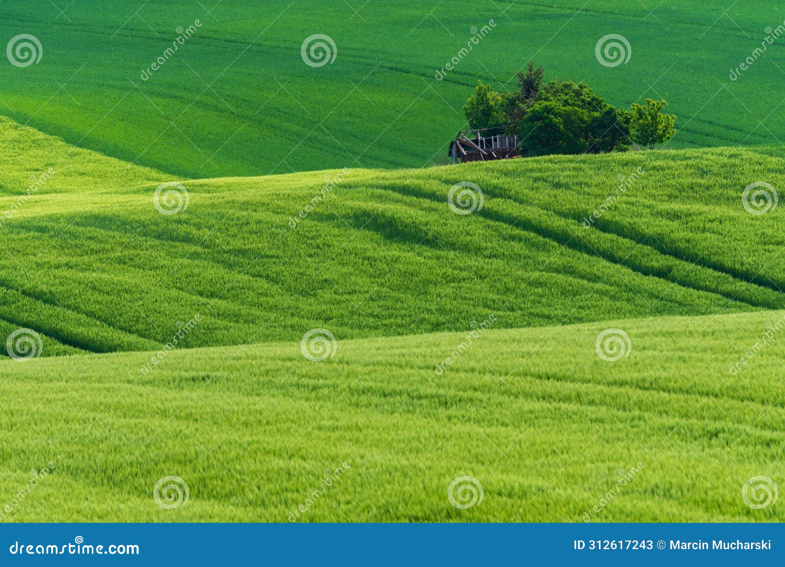Rolled Green Spring Grass Field. Background Texture Vivid Colors Stock ...