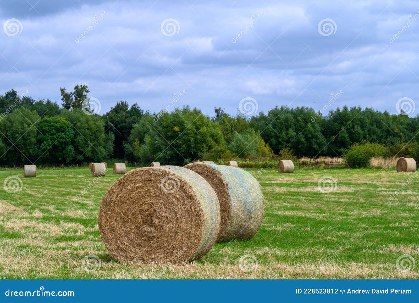 Rolled Hay Bails in a Field Stock Photo - Image of baling, crop: 228623812