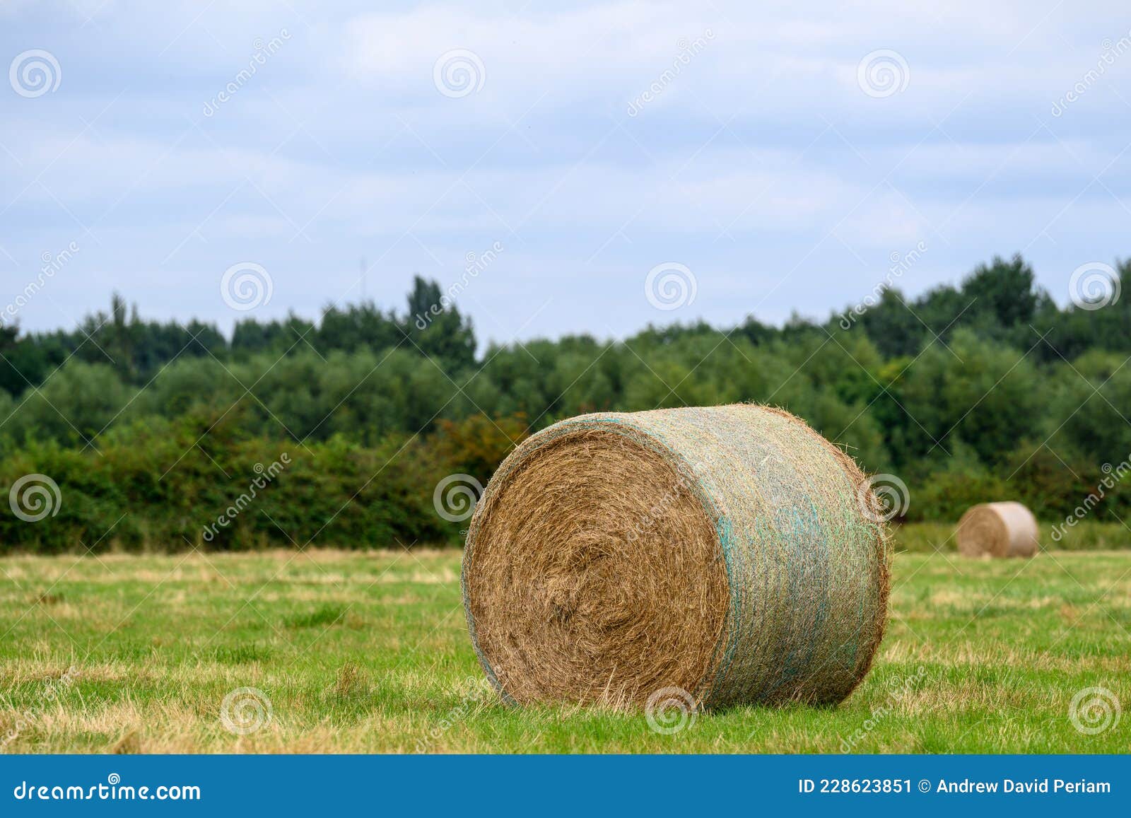 Rolled Hay Bails in a Field Stock Image - Image of harvest, agriculture ...