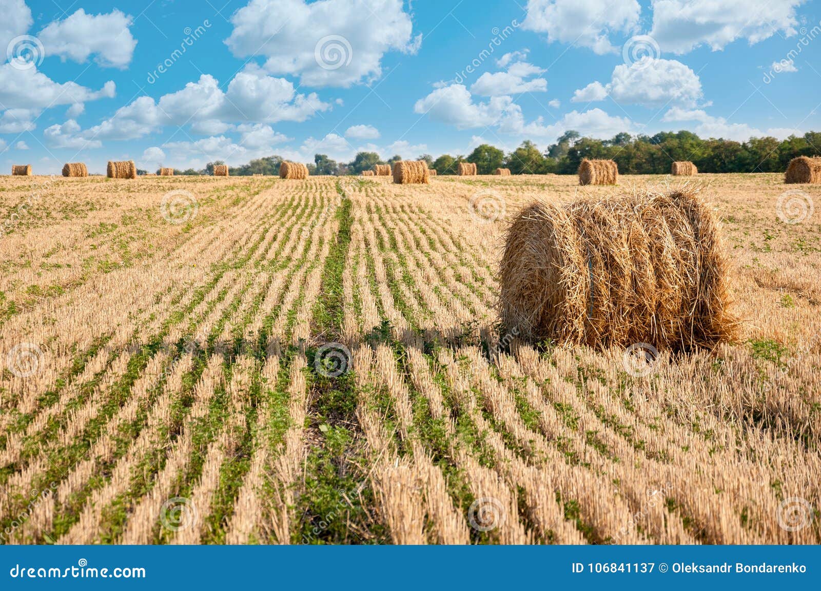 Rolled hay pack stock image. Image of grain, nature - 106841137