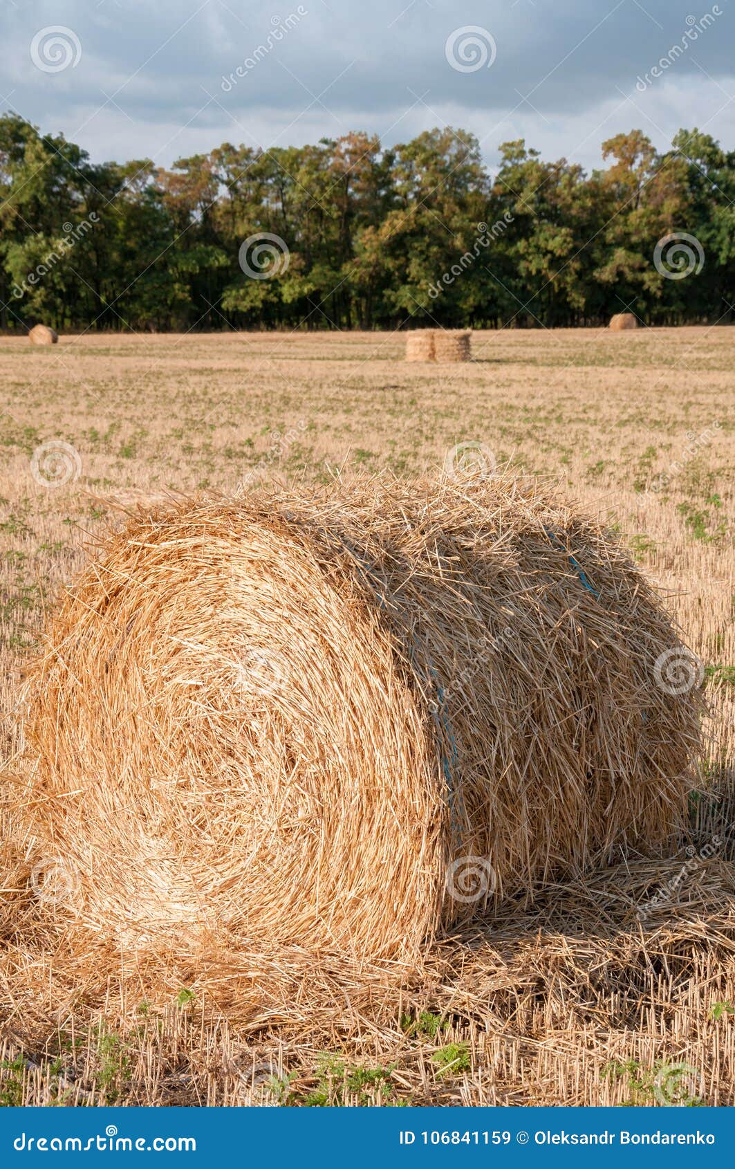 Rolled hay pack stock image. Image of growth, nature - 106841159