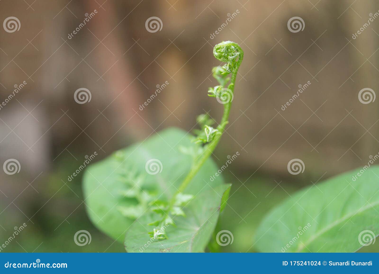 Rolled leaf formation stock photo. Image of rolled, formation - 175241024