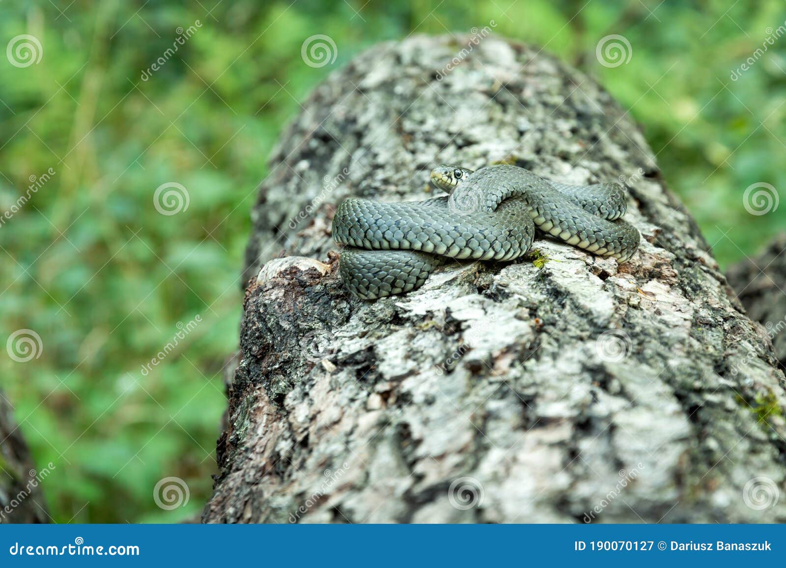 Natrix Natrix. Snake On A Rock. Stock Photography | CartoonDealer.com ...