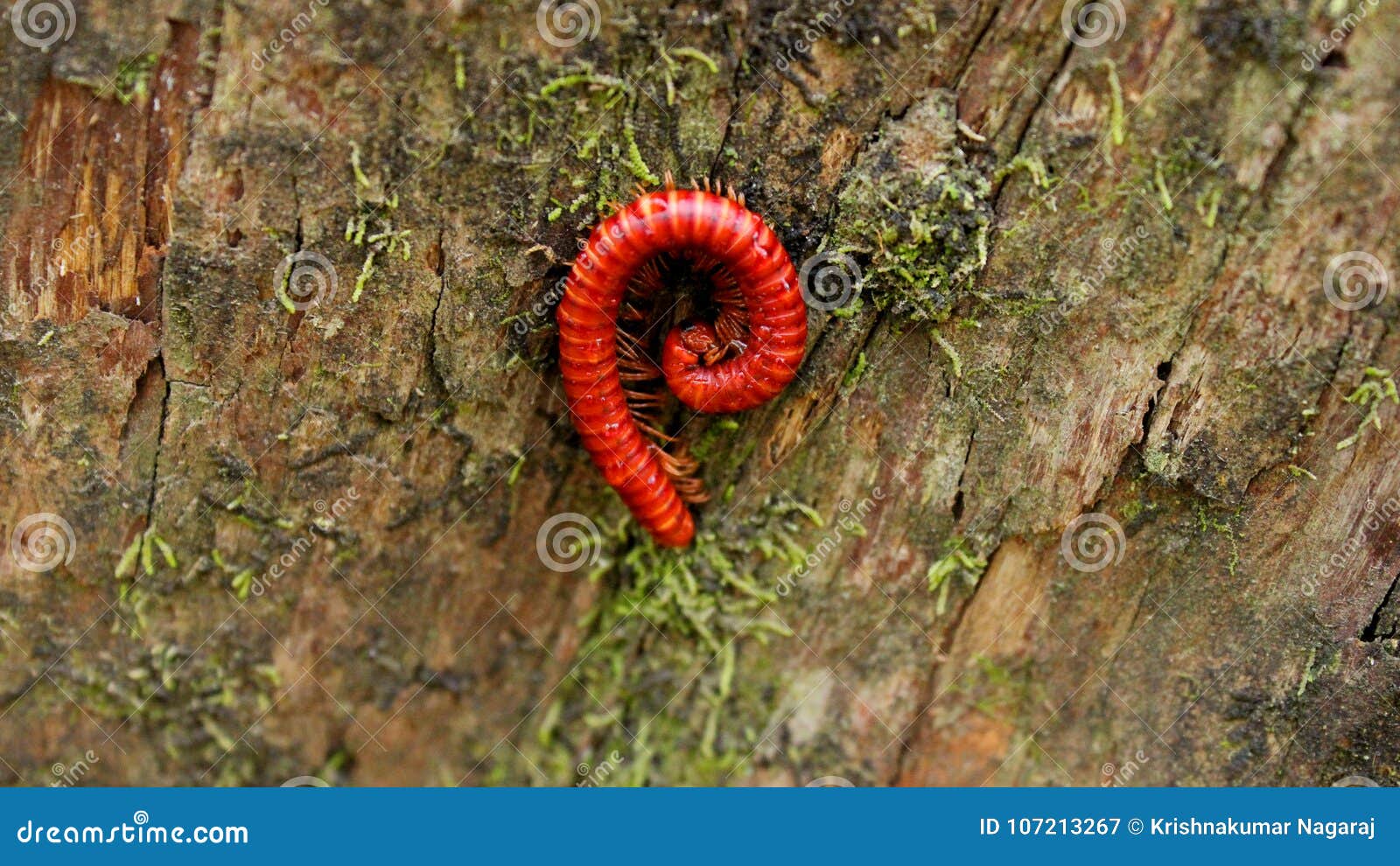 Red Millipede in tree stock image. Image of legs, millipede - 107213267