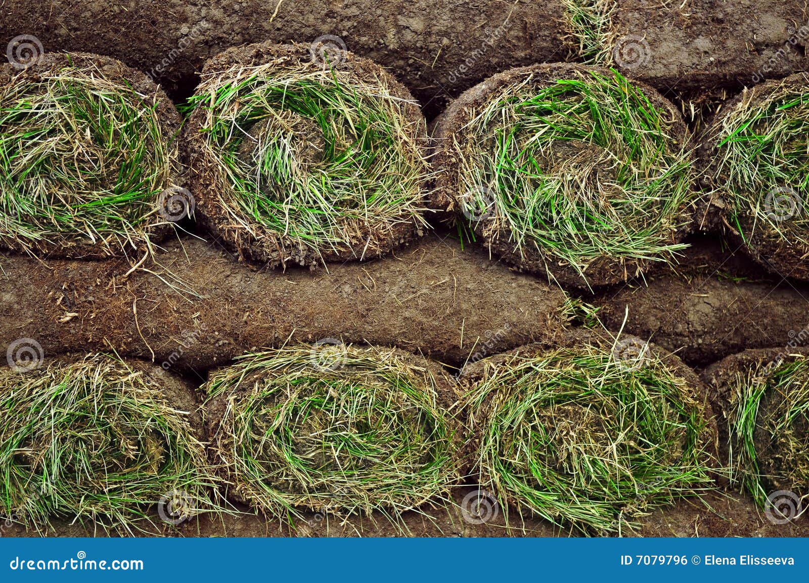 Rolled sod stock photo. Image of agriculture, outdoor - 7079796