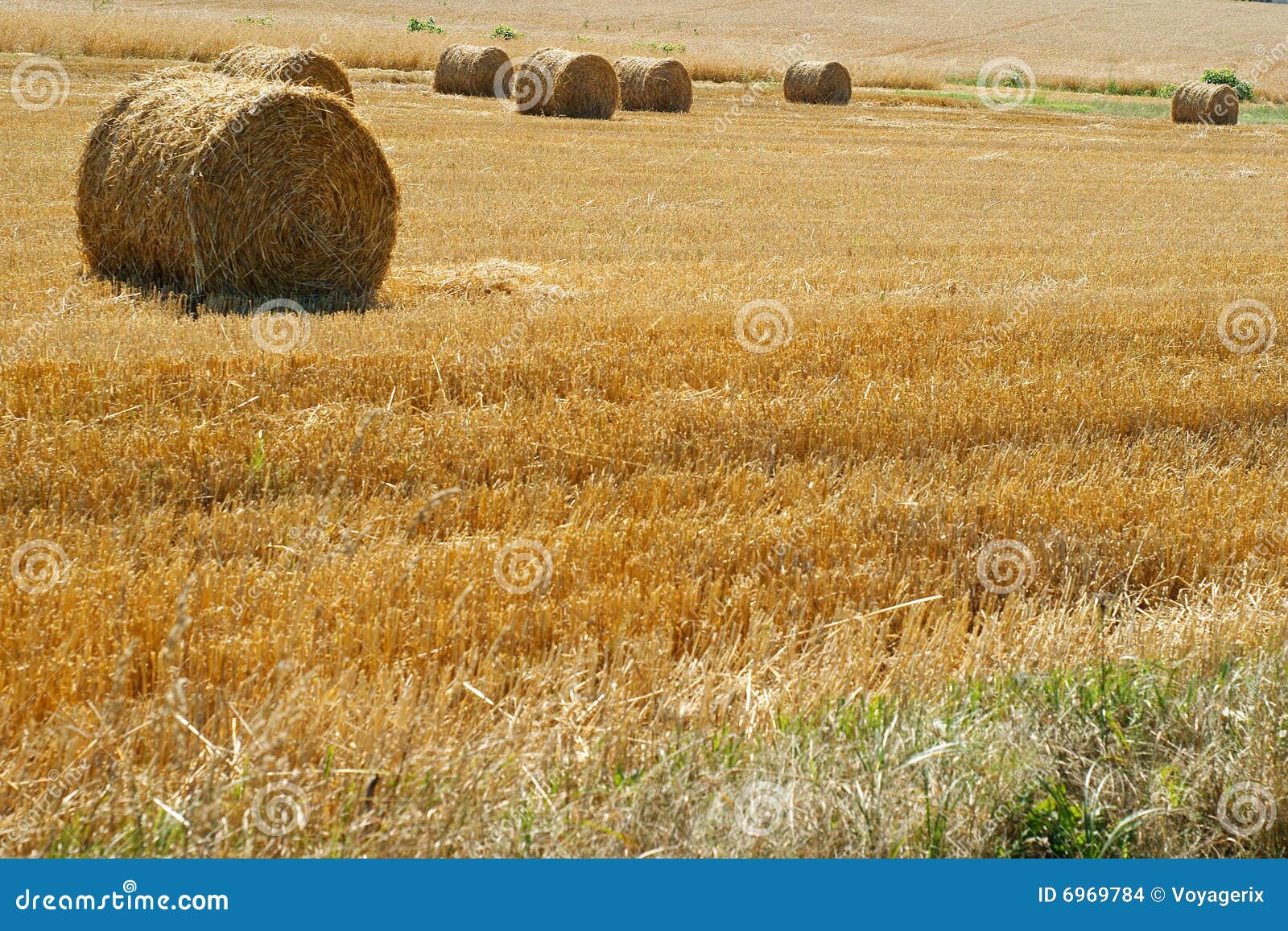 Rolled Straw after Harvesting Stock Photo - Image of agriculture ...