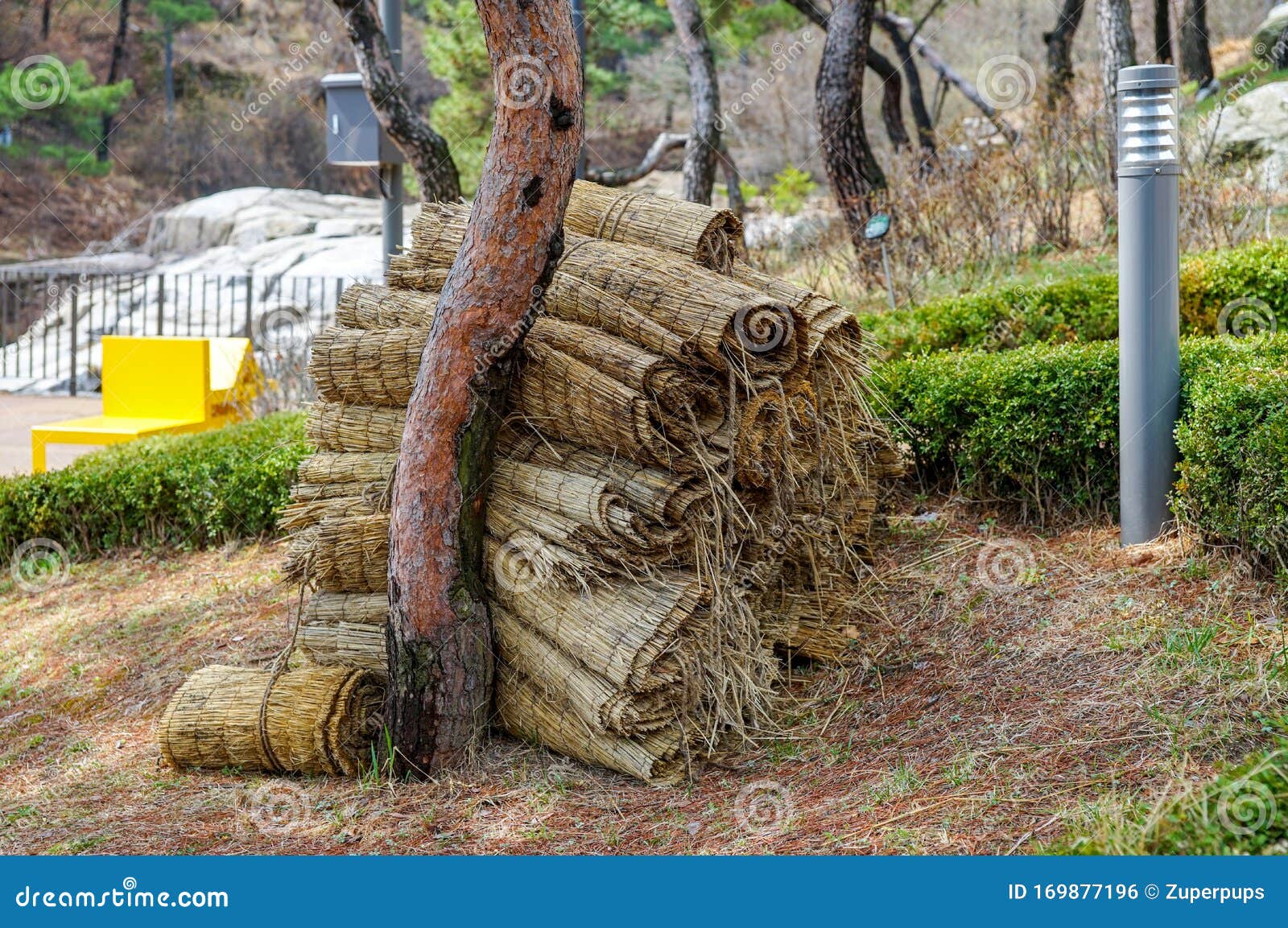 Rolled Straw Mats for Walkways Stock Photo - Image of park, asia: 169877196