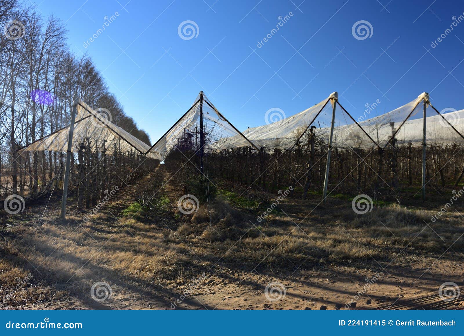 Rolled-up Apple Nets Helping Trees To Cope Stock Image - Image of ...