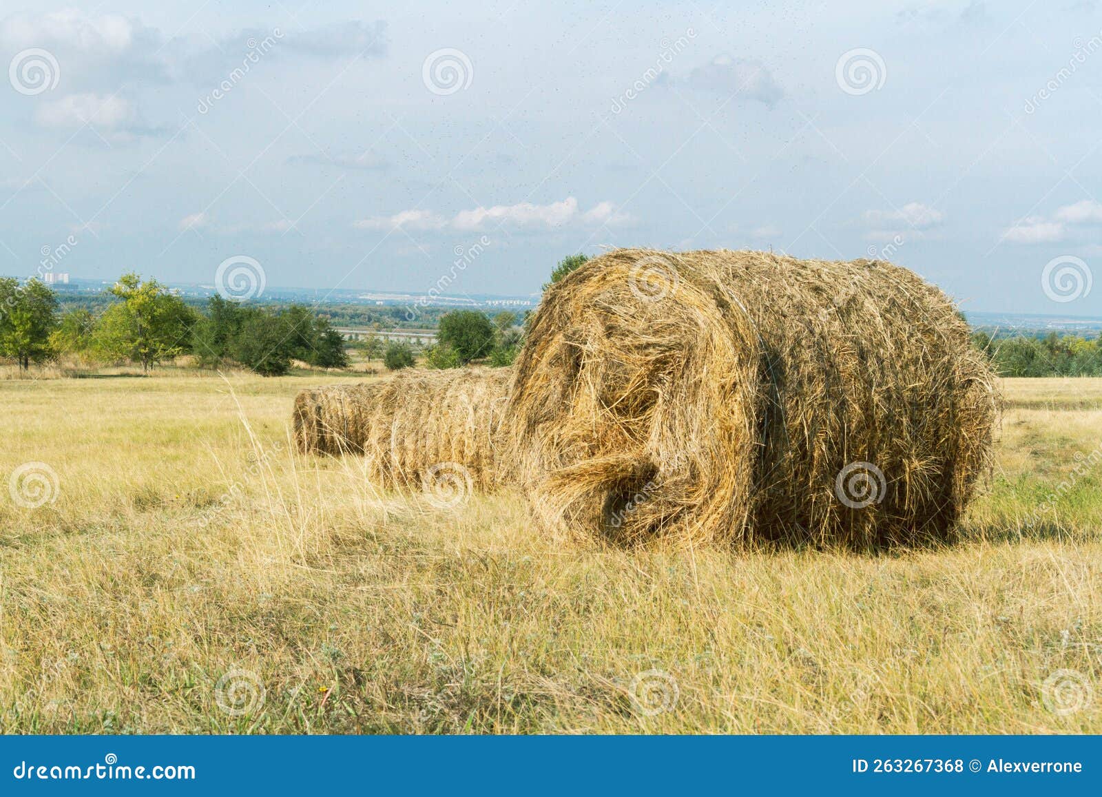 Rolled Up Haystack in Field. Twisted Grass for Animal Feed on Farm ...