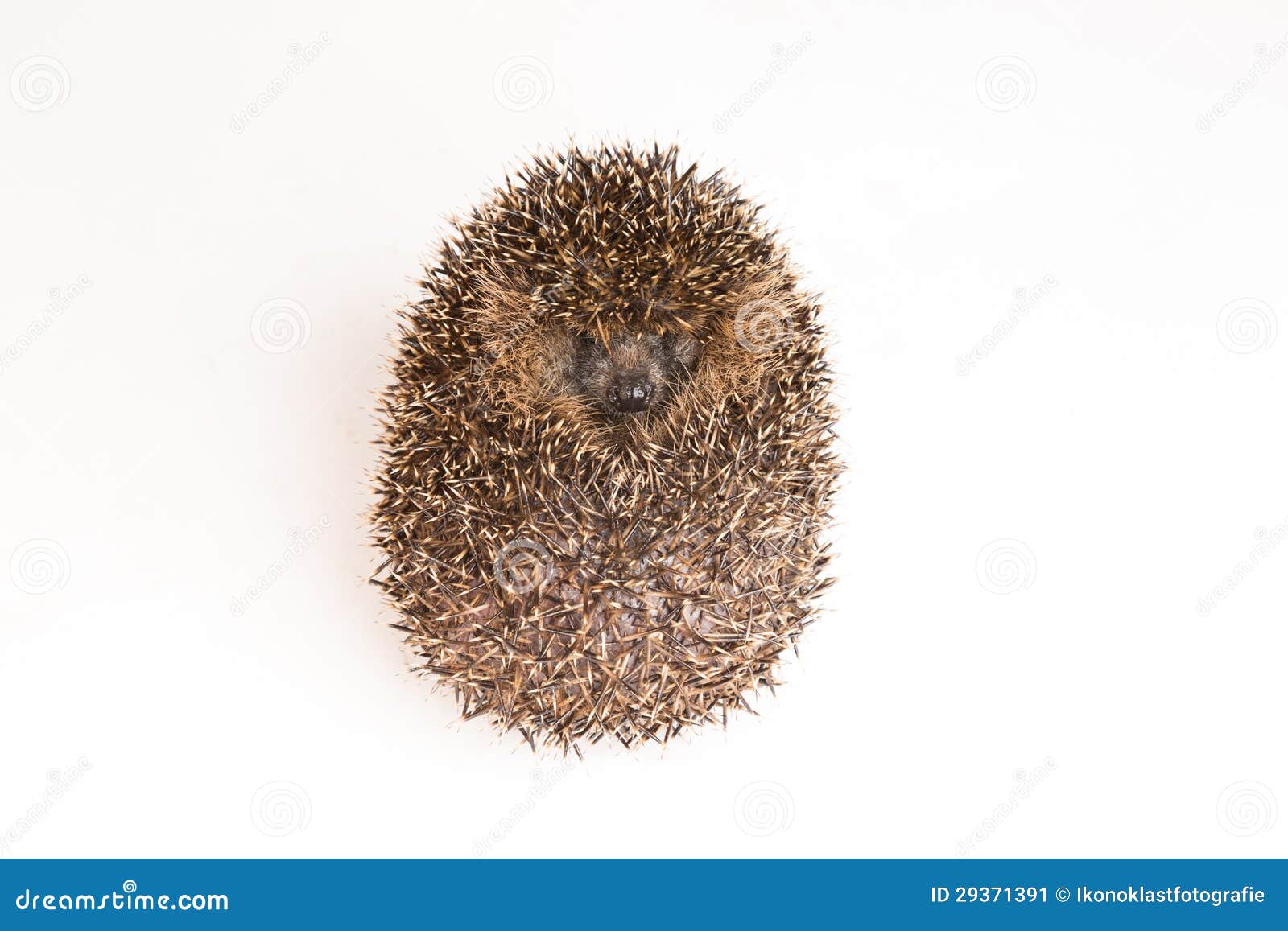 Rolled up hedgehog stock image. Image of protection, spine - 29371391