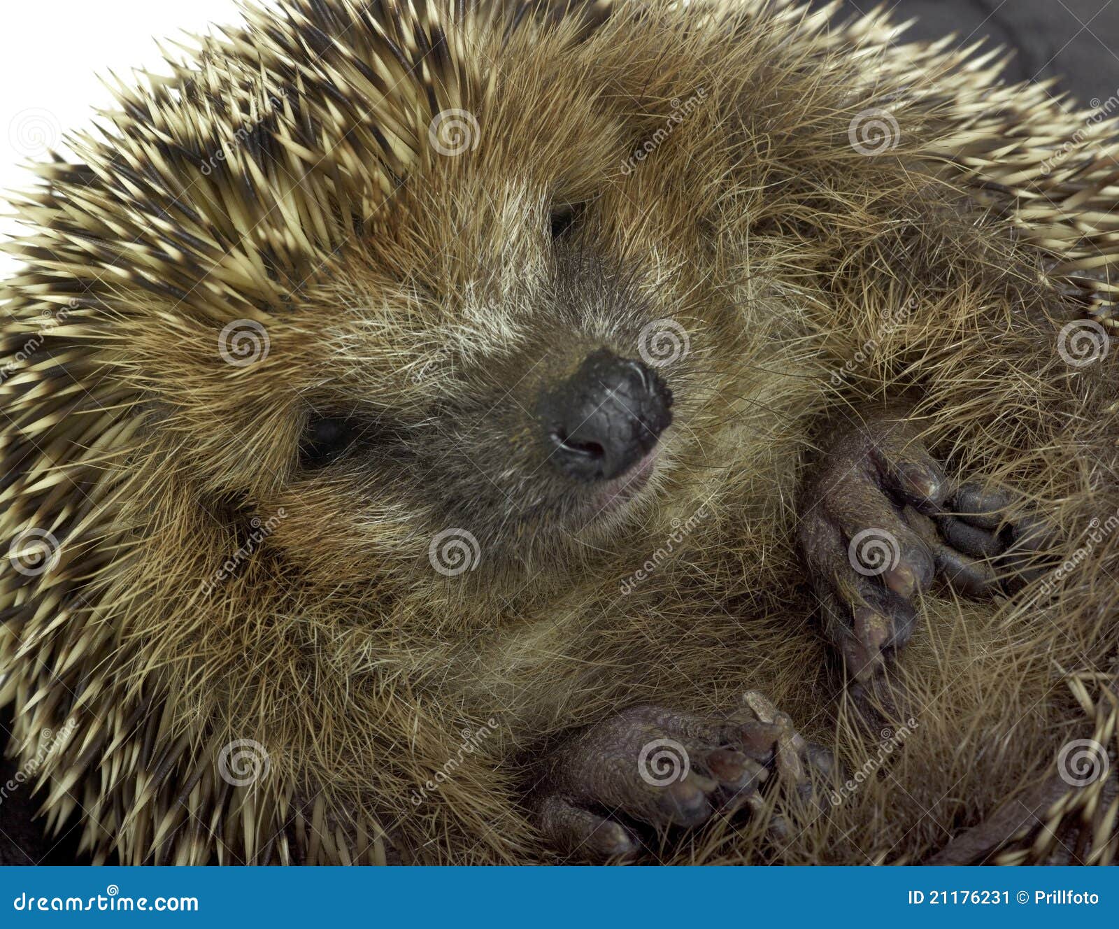 Rolled-up Hedgehog Portrait Stock Image - Image of living, organism ...