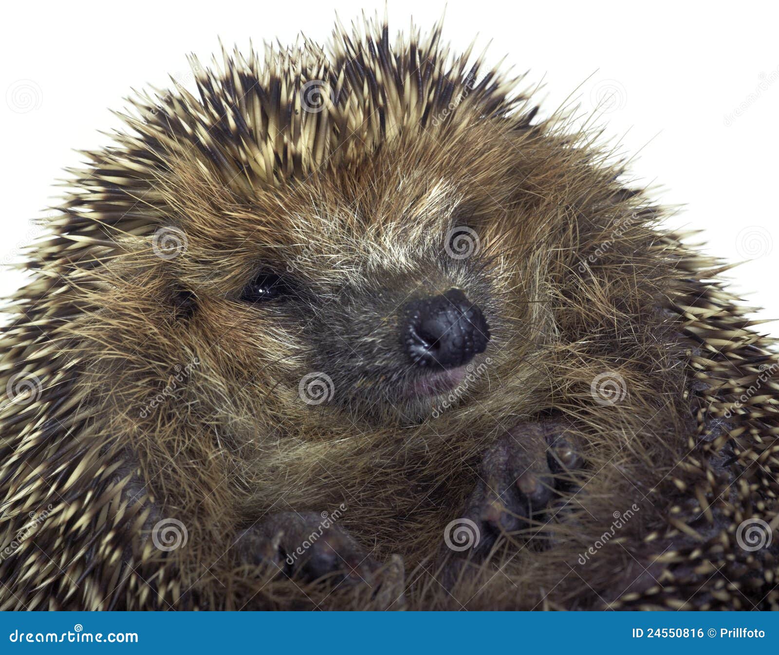 Rolled-up Hedgehog Portrait Stock Photo - Image of cute, handsome: 24550816