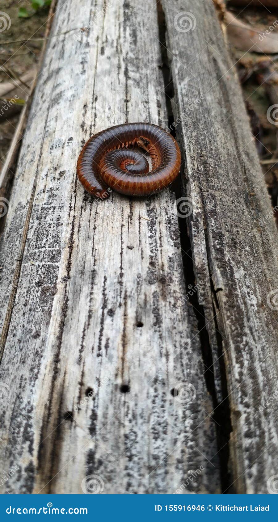 1,000 legs stock photo. Image of rolled, reptiles, bamboo - 155916946