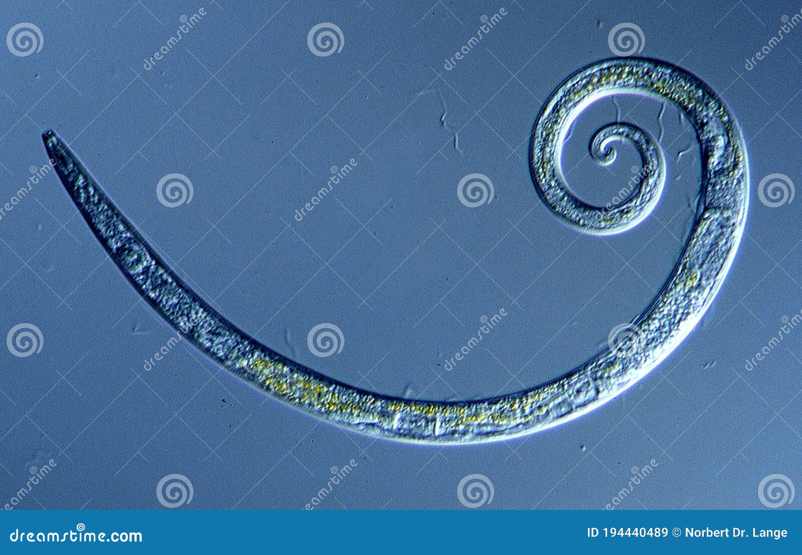 Rolled Up Nematode in a Drop of Water Stock Image - Image of parasites ...