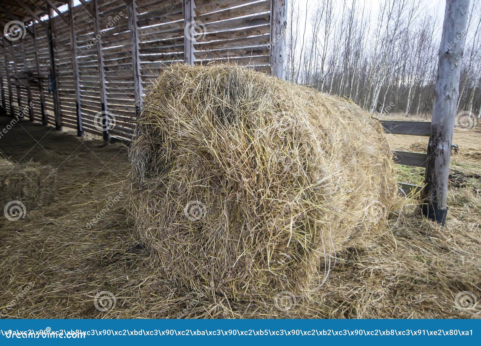 Rolled Up Straw in a Bale 1 Stock Image - Image of outdoor, green ...