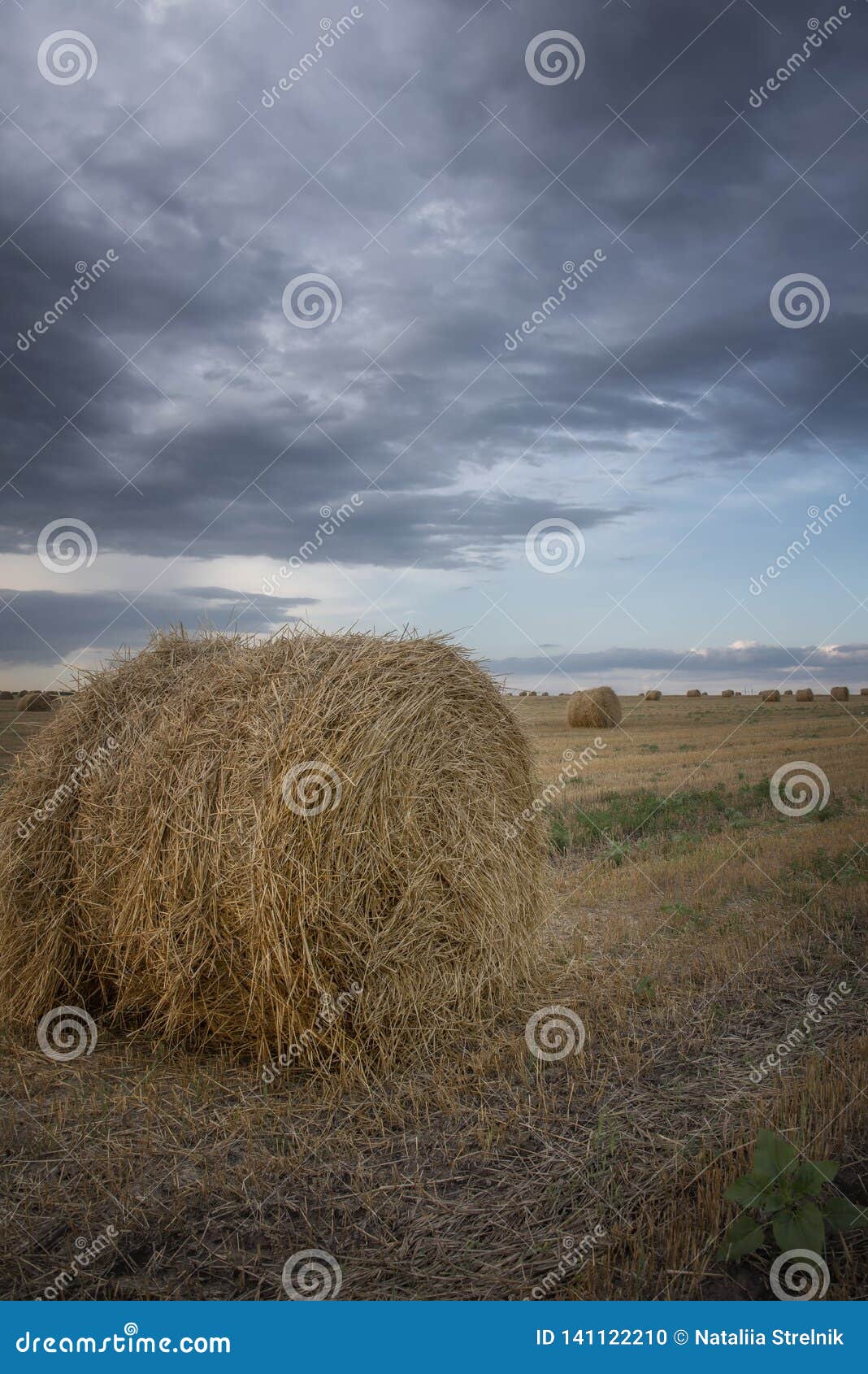 Rolled Wheat in a Farm Field on an Overcast, Gloomy Day after Rain ...