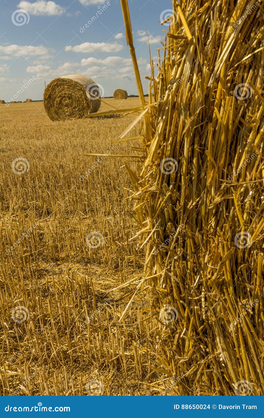 Rolled wheat stock photo. Image of fall, flare, cultivate - 88650024