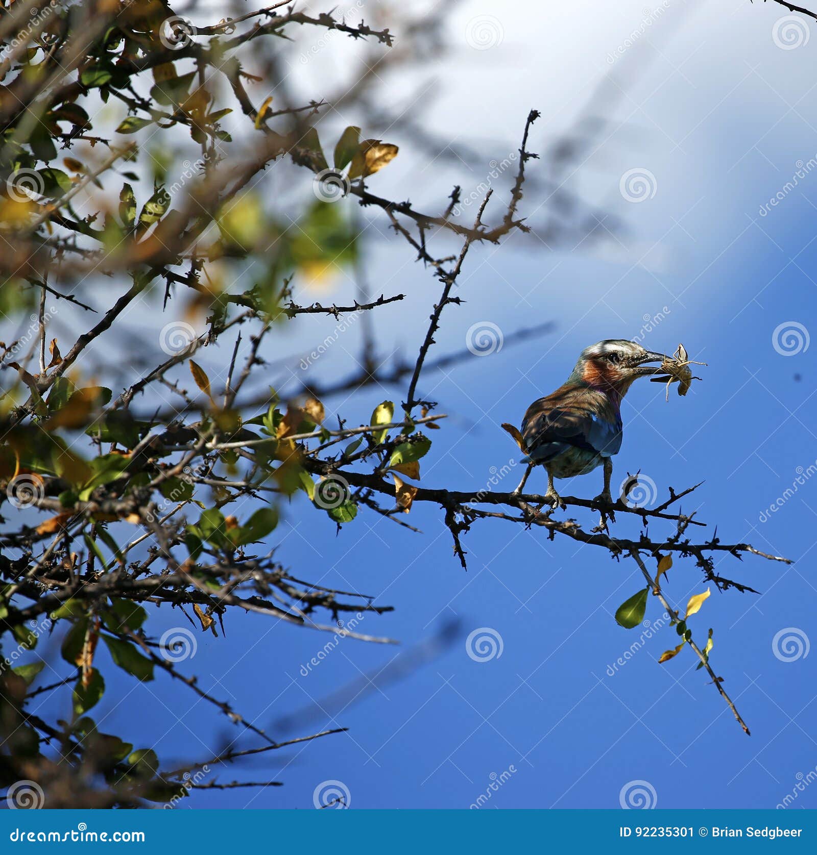Roller bird with a locust stock image. Image of insect - 92235301