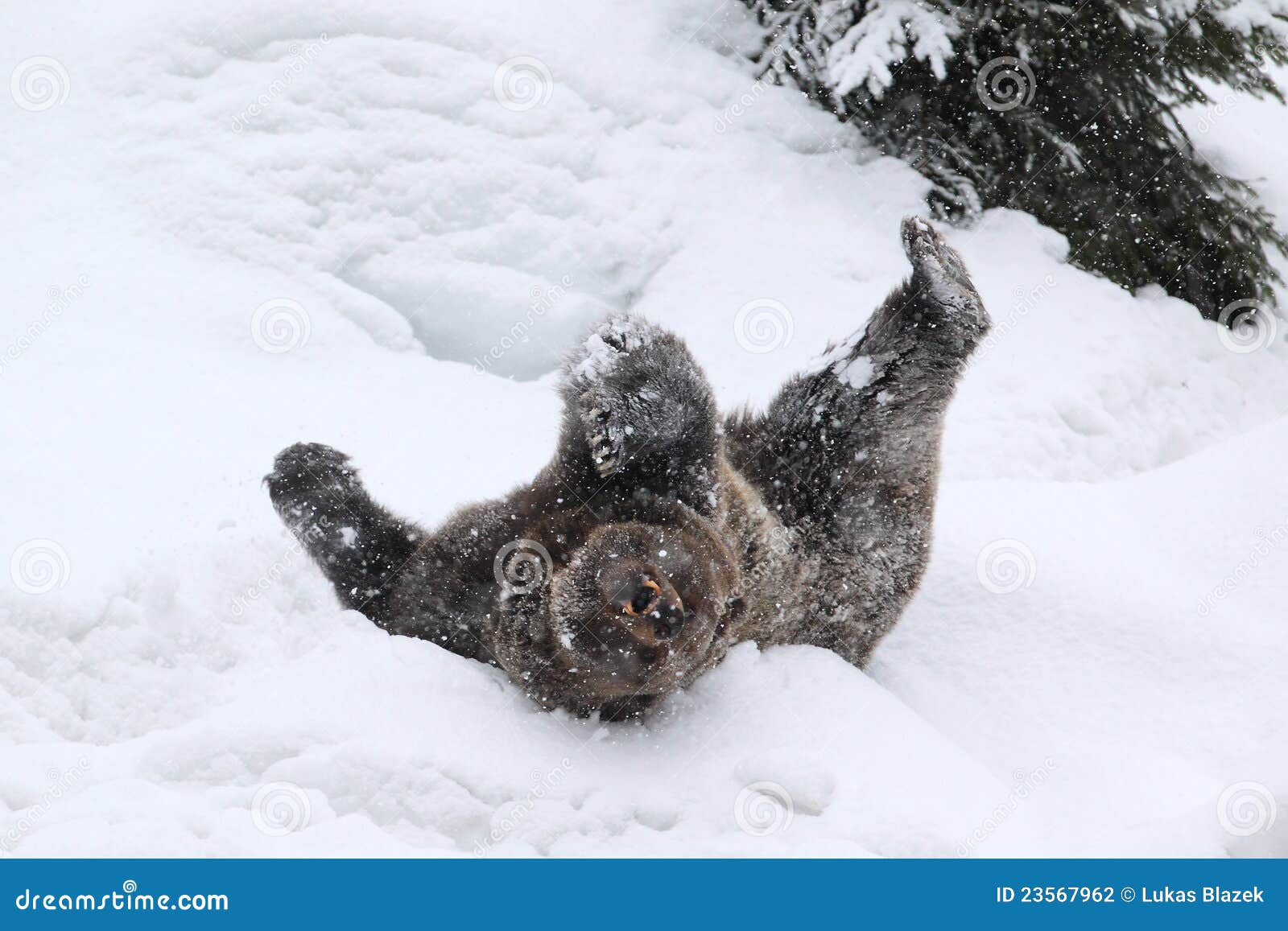 Rolling bear stock photo. Image of adult, snowfall, snow - 23567962