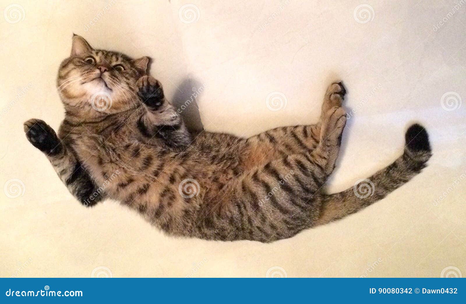 ROLLING CAT stock photo. Image of black, tabby, owner - 90080342