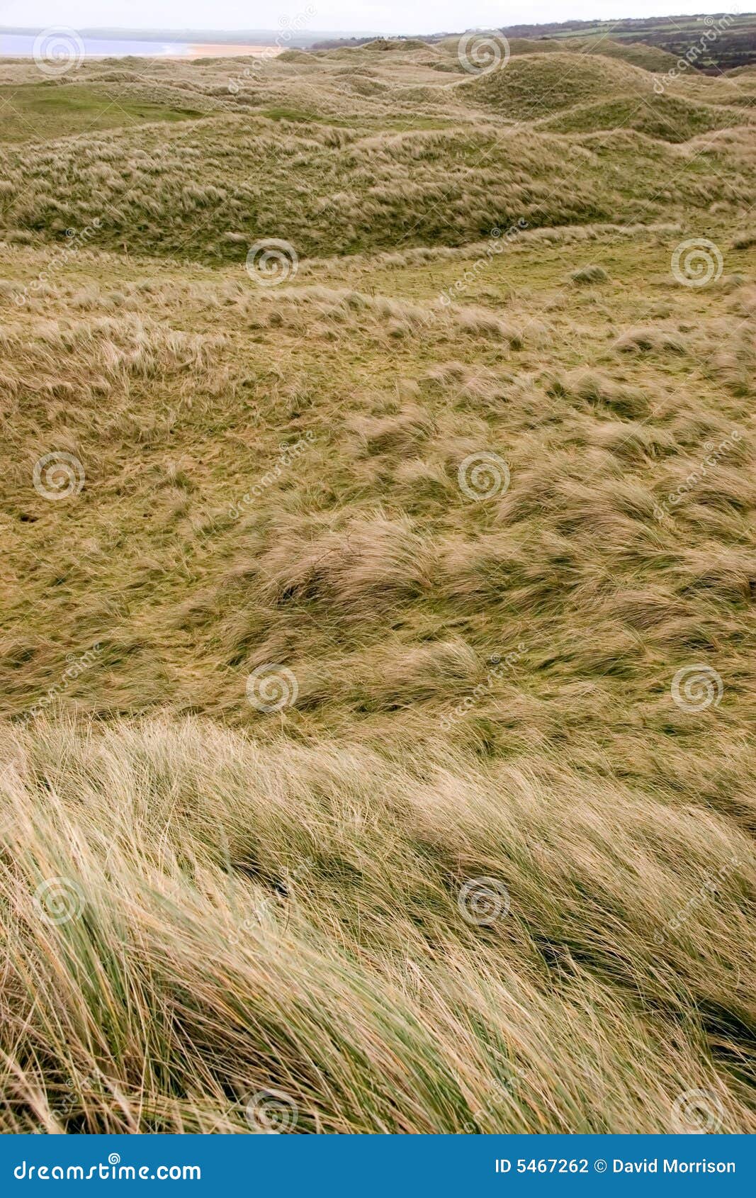 Rolling dunes stock photo. Image of freedom, lonely, coast - 5467262