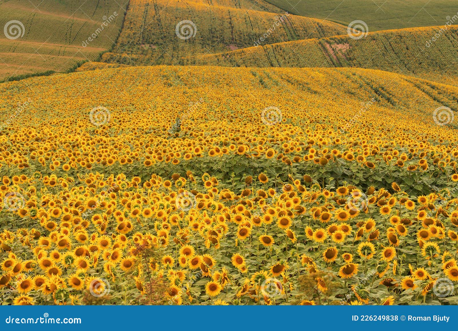 A Rolling Field on Which a Yellow Sunflower Grows Stock Photo - Image ...