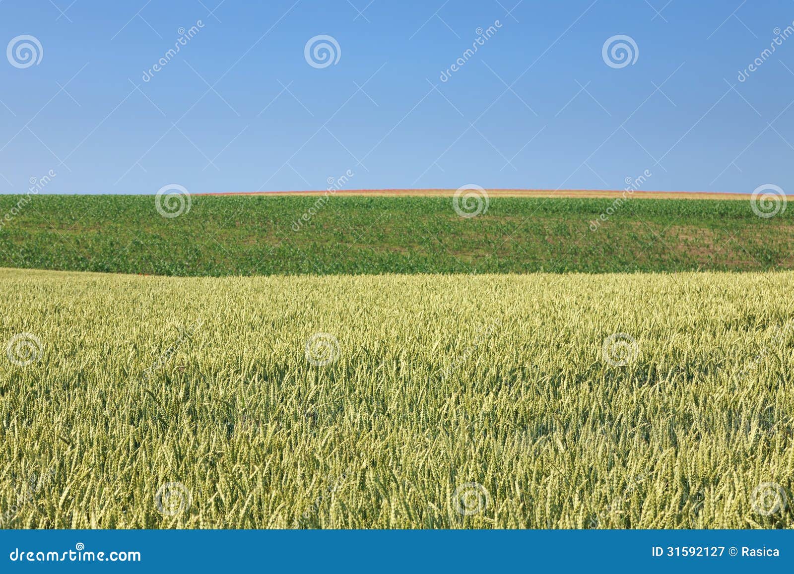 Rolling Fields of Agricultural Land Stock Image - Image of horizon ...