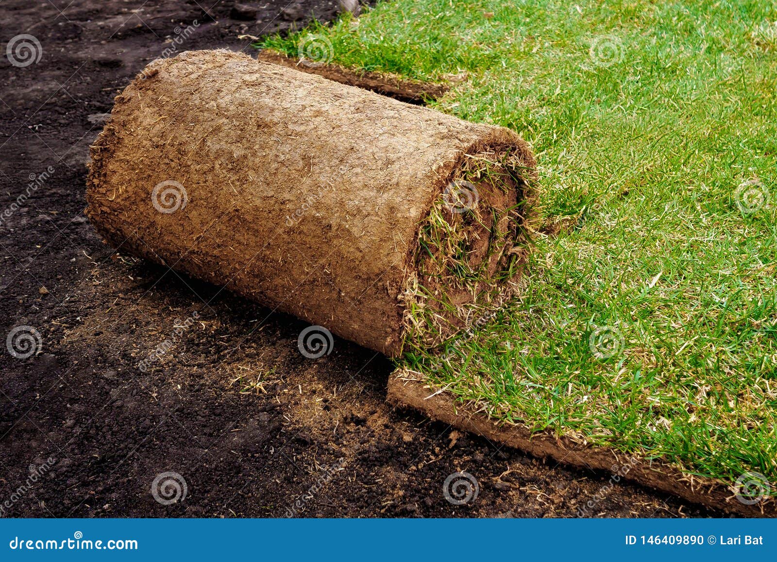 Rolling a Grass Roll with Ground for a New Lawn Stock Photo - Image of ...