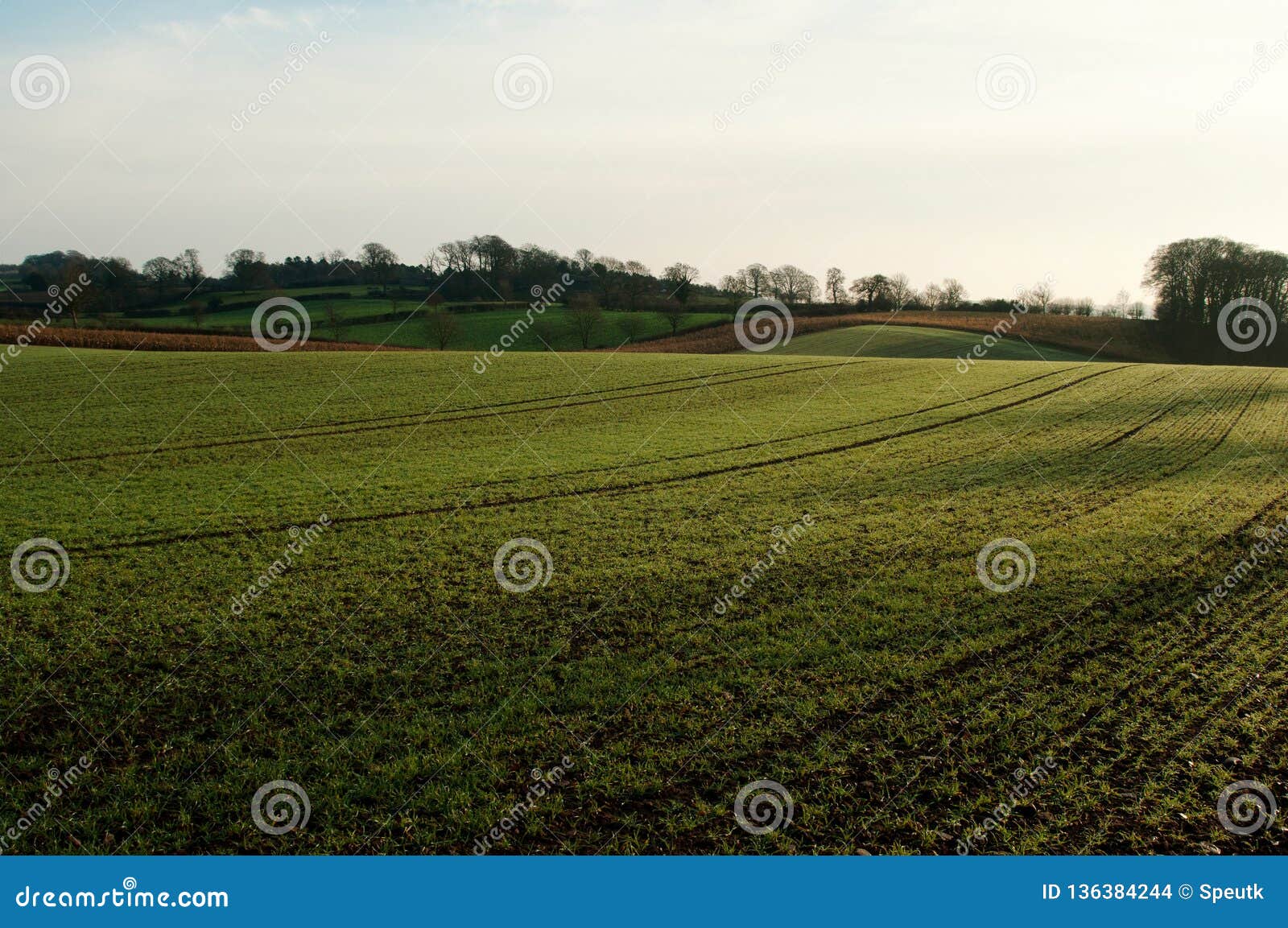Rolling green fields stock photo. Image of golden, farming - 136384244