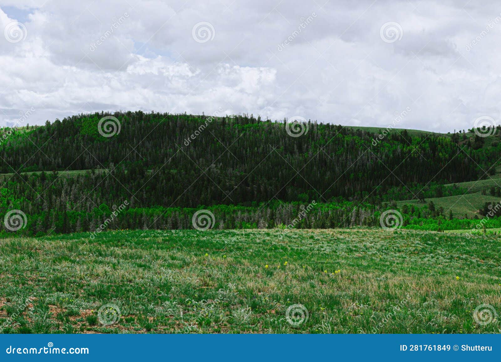 Rolling Green Hills with Lots of Green Trees Stock Image - Image of ...