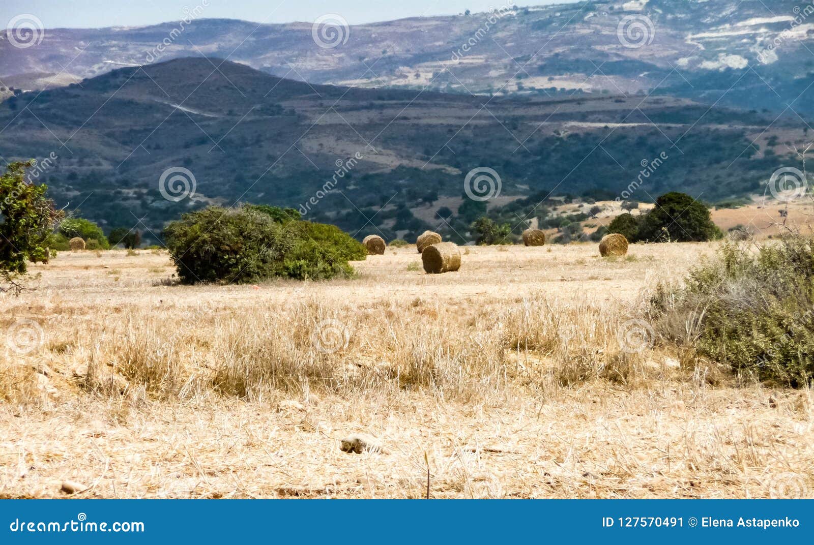 Rolling hay on the field stock image. Image of season - 127570491