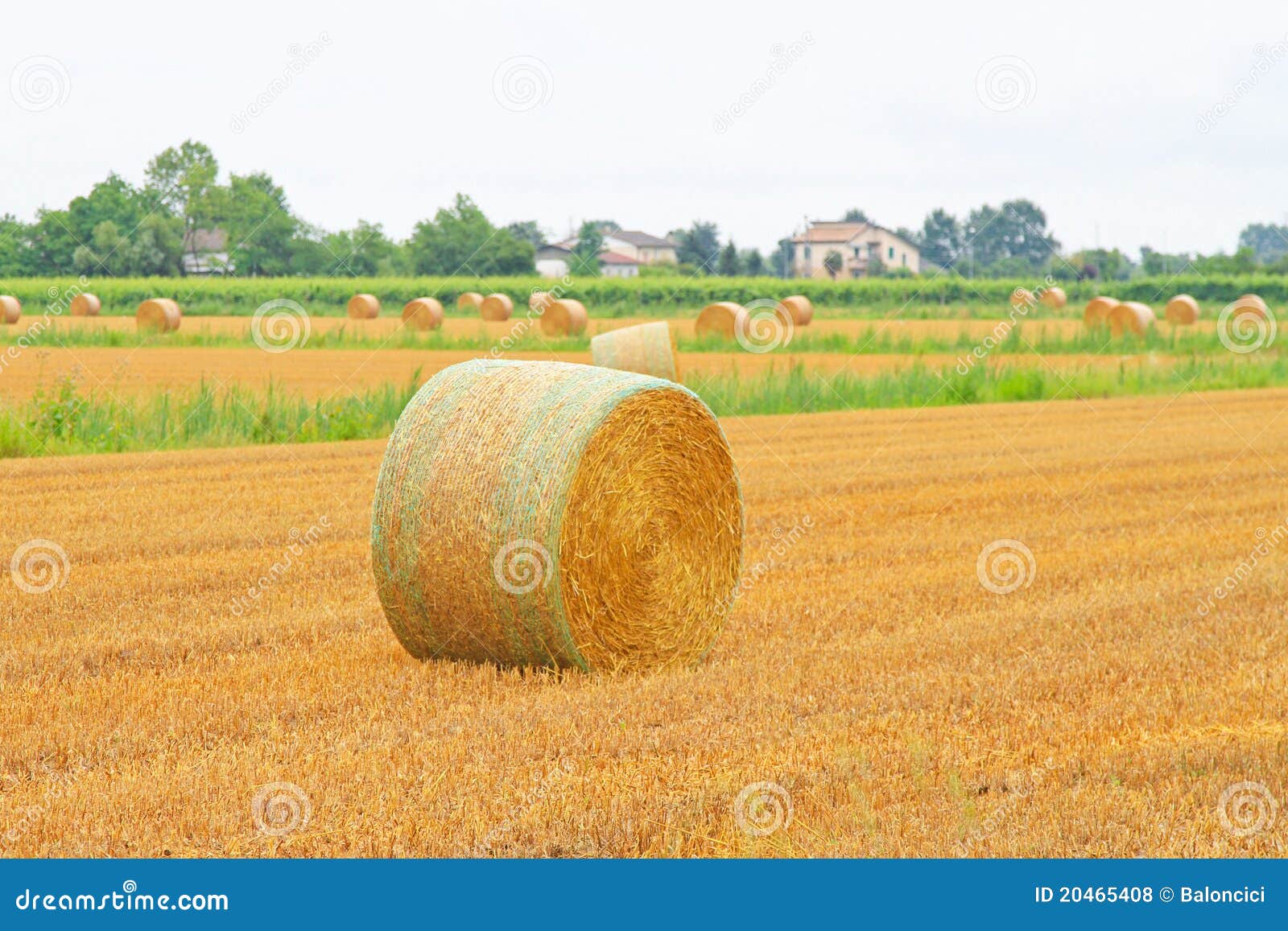 Rolling haystack stock photo. Image of agriculture, food - 20465408