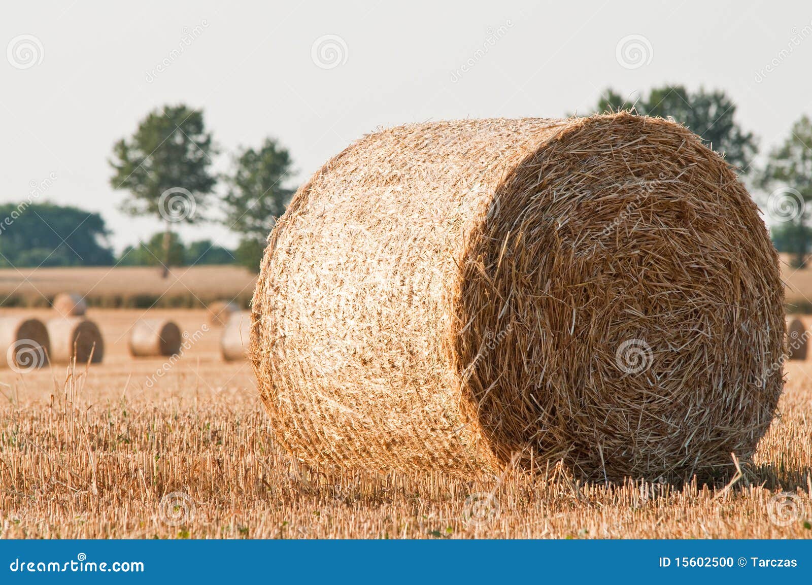 Rolling Haystack on Farmer Field Stock Photo - Image of landscape ...