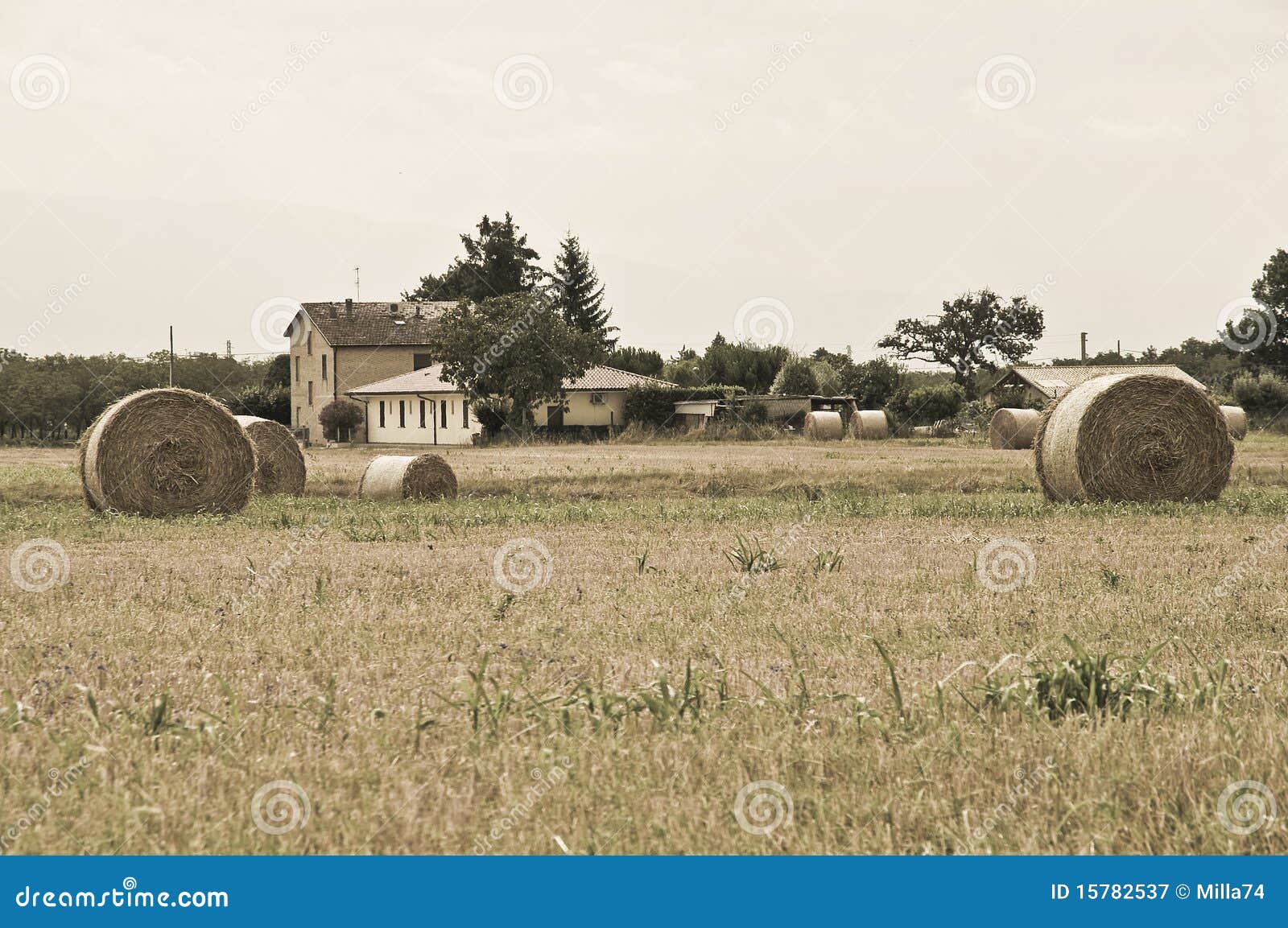 Rolling haystacks. stock image. Image of harvest, harvested - 15782537