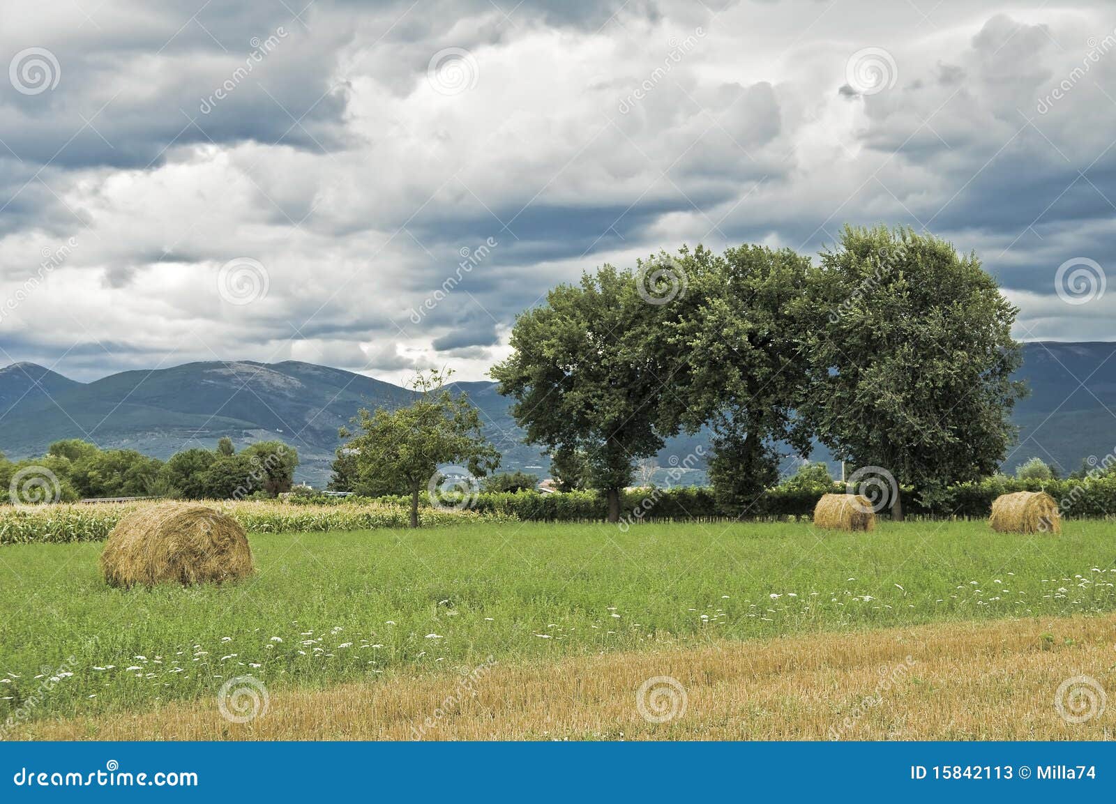 Rolling Haystacks in Countryside. Stock Image - Image of bale, farmland ...