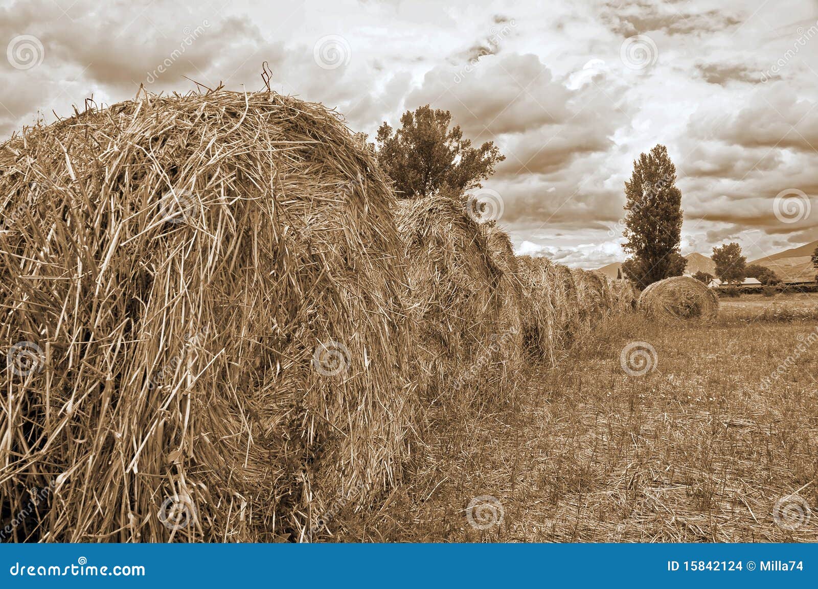 Rolling Haystacks in Countryside. Stock Photo - Image of cultivated ...