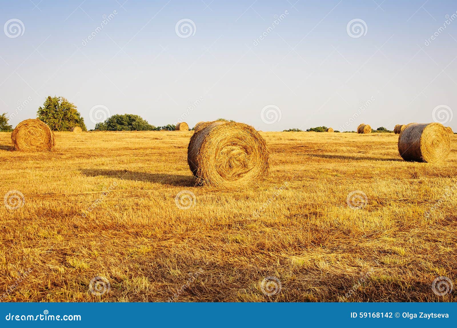 Rolling Haystacks in Countryside. Stock Photo - Image of nature, hill ...