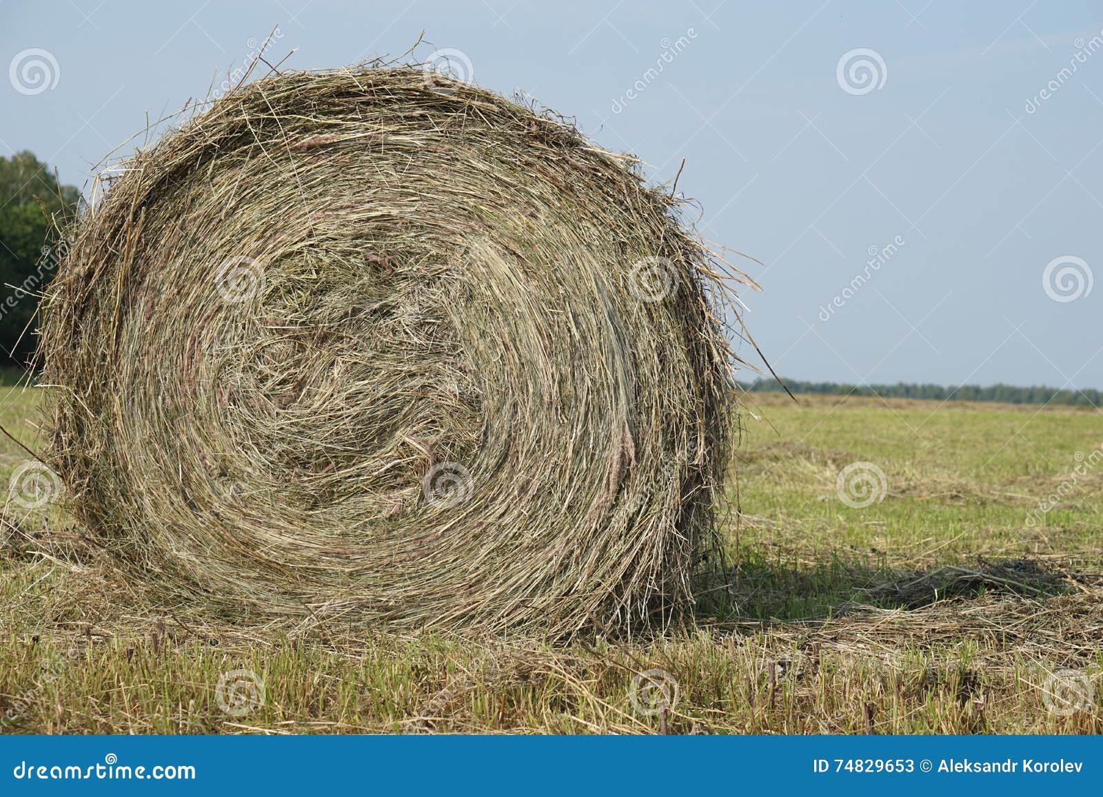 Rolling Haystacks in Countryside. Stock Image - Image of crop ...