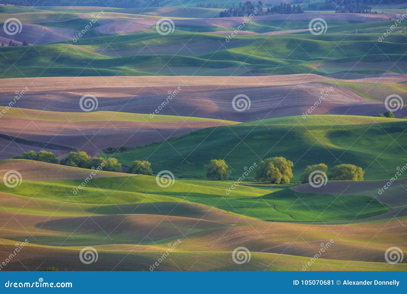 Rolling Heuvels in Het Palouse-gebied Van Washington State Stock ...