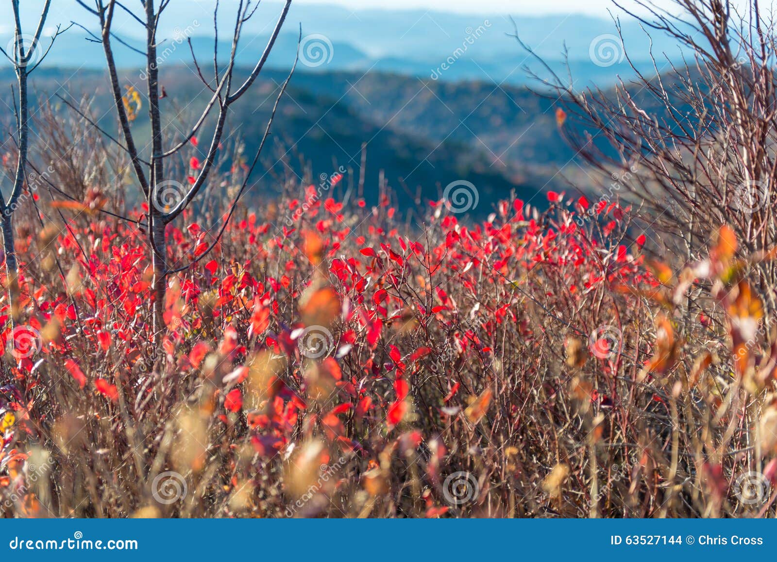 Rolling Hills in the fall stock photo. Image of leaves - 63527144