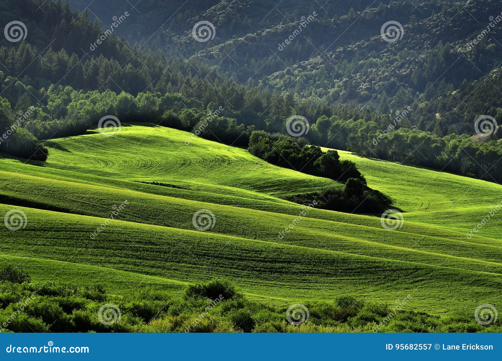 Rolling Hills and Forest stock image. Image of highlands - 95682557