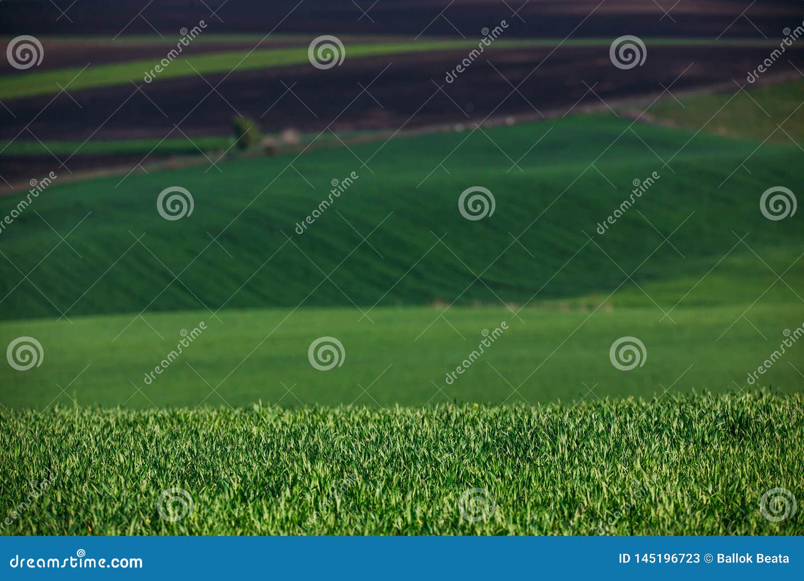 Rolling hills in spring stock image. Image of grass - 145196723